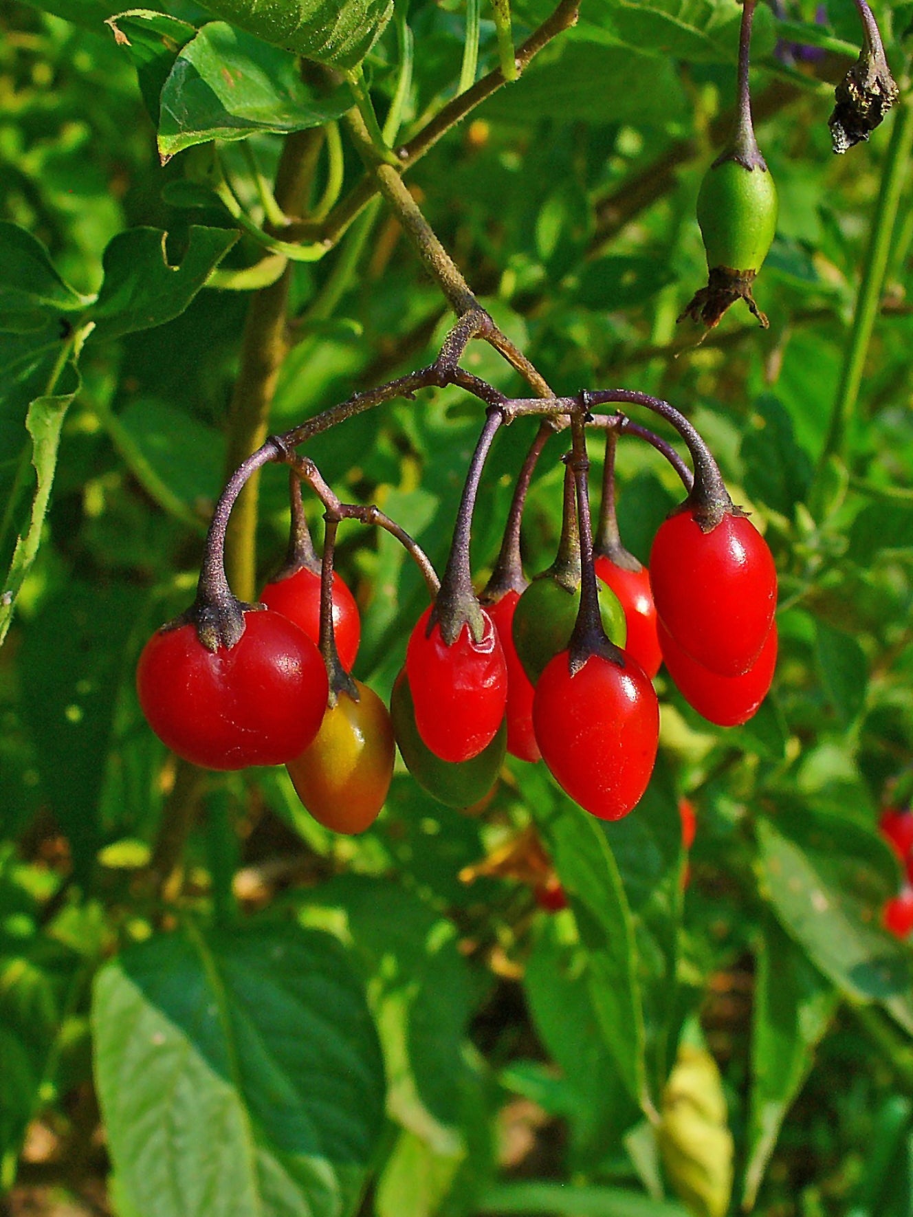 Climbing Nightshade Deadly Nightshade (Solanum dulcamara) – Sejahtera ...
