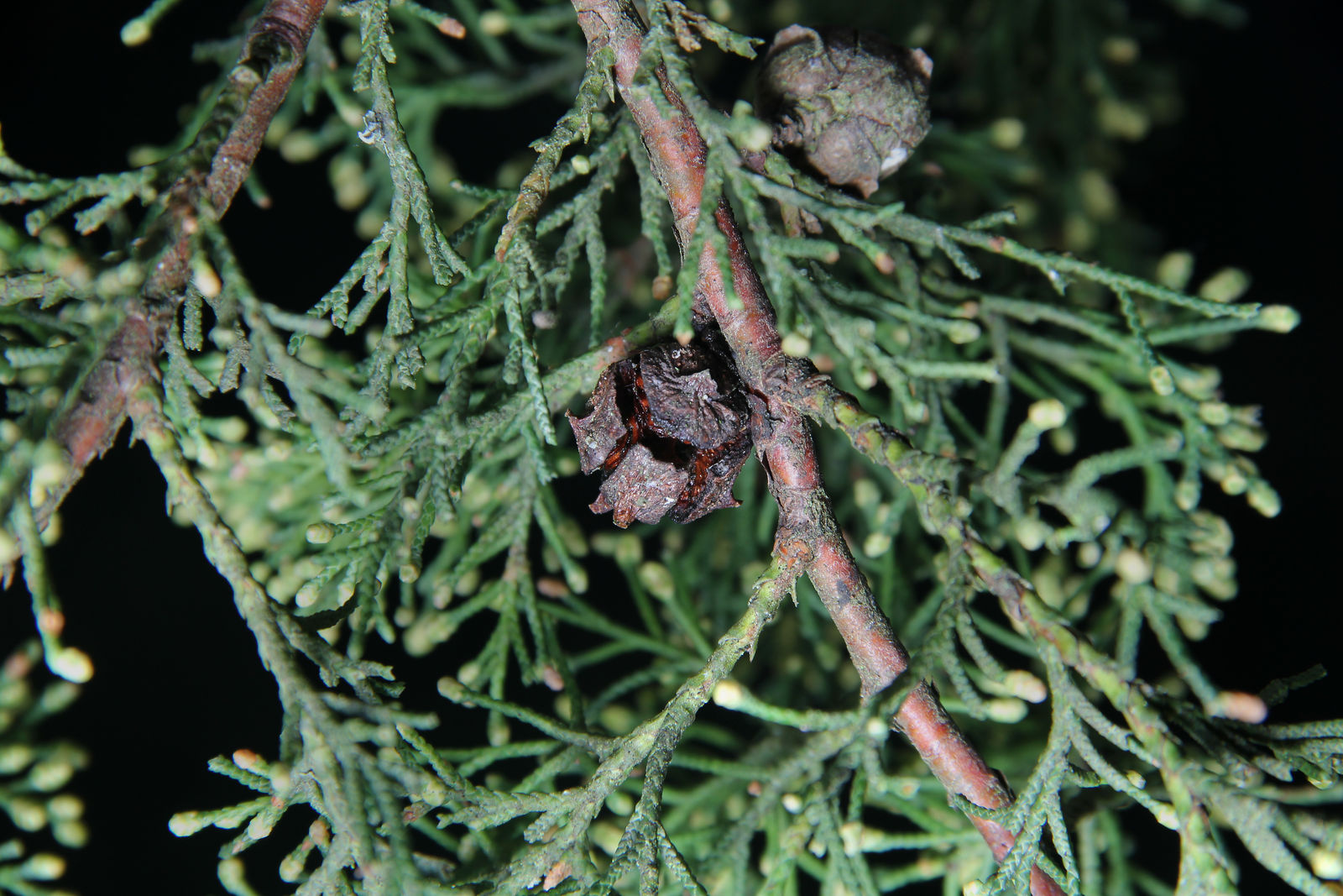 Cedar-of-goa Mexican Cedar (Hesperocyparis lusitanica) – Sejahtera ...