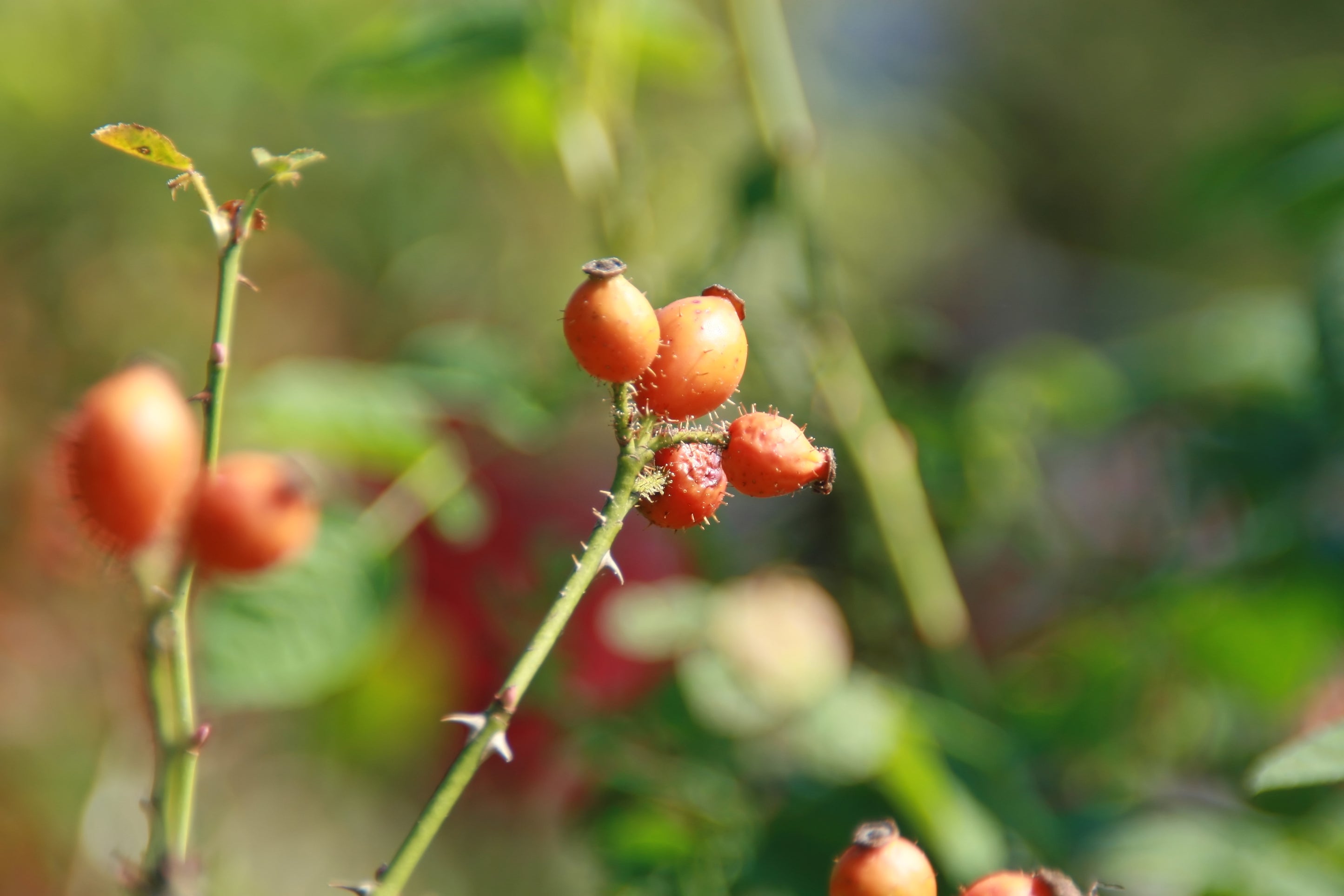 Sweetbriar Sweetbrier (Rosa eglanteria) – Sejahtera Seeds and Bulbs