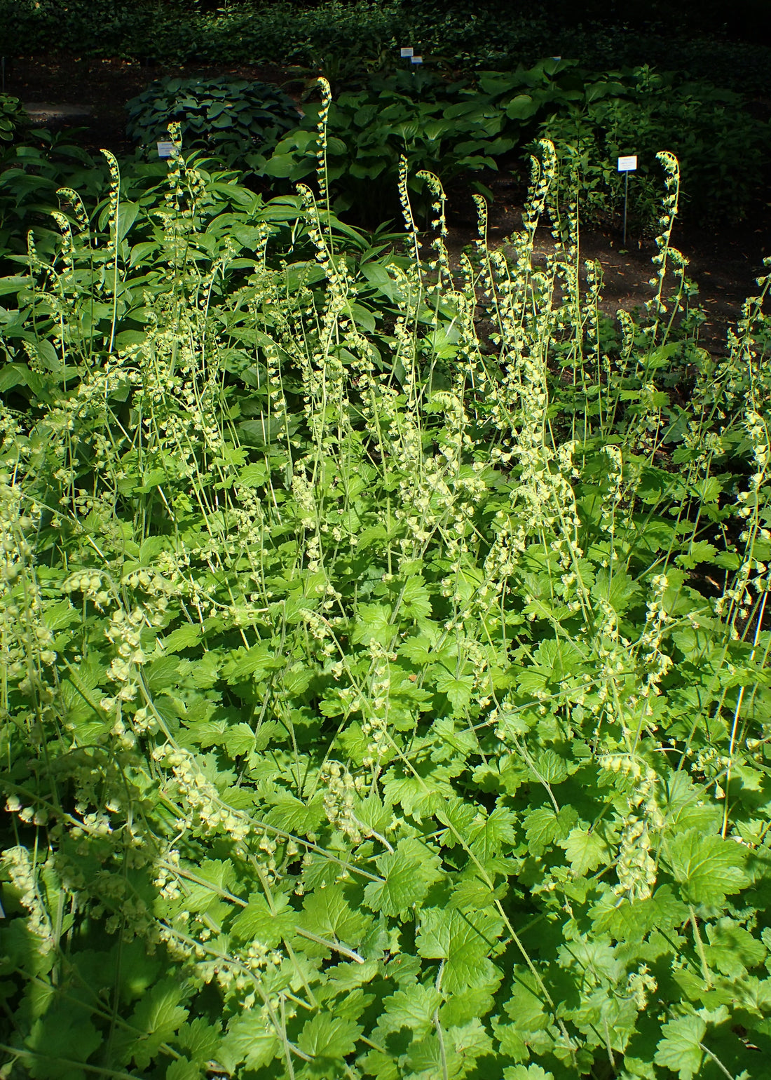 Bigflower Tellima Fringe Cups (Tellima grandiflora) – Sejahtera Seeds ...