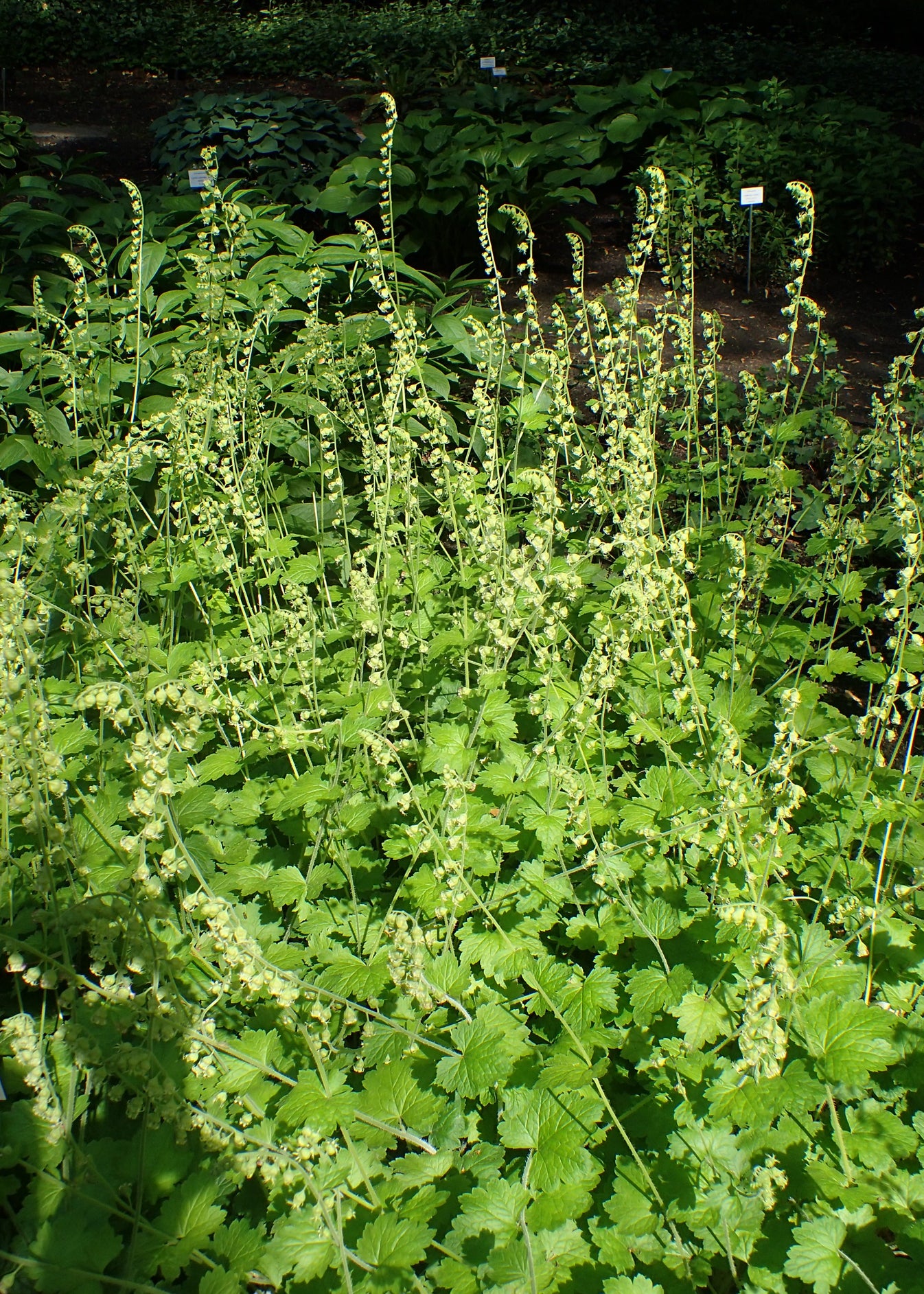 Bigflower Tellima Fringe Cups (Tellima grandiflora) – Sejahtera Seeds ...