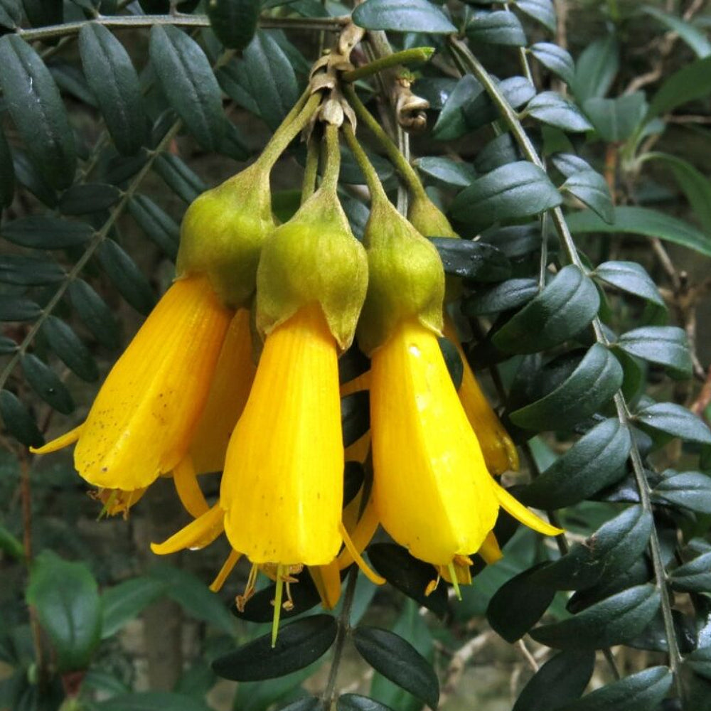 Mayo (Sophora macrocarpa) – Sejahtera Seeds and Bulbs