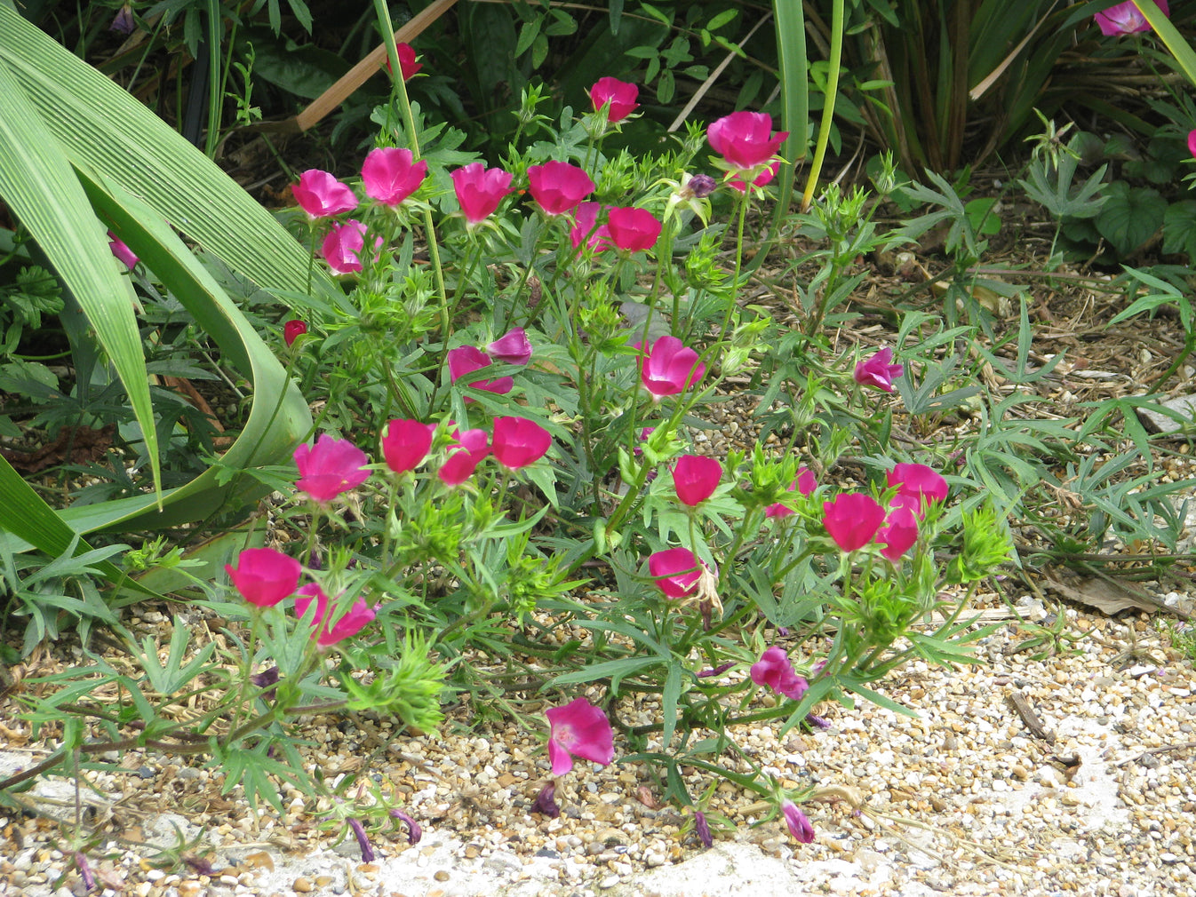 Purple Poppy Mallow Poppymallow (Callirhoe involucrata) – Sejahtera ...