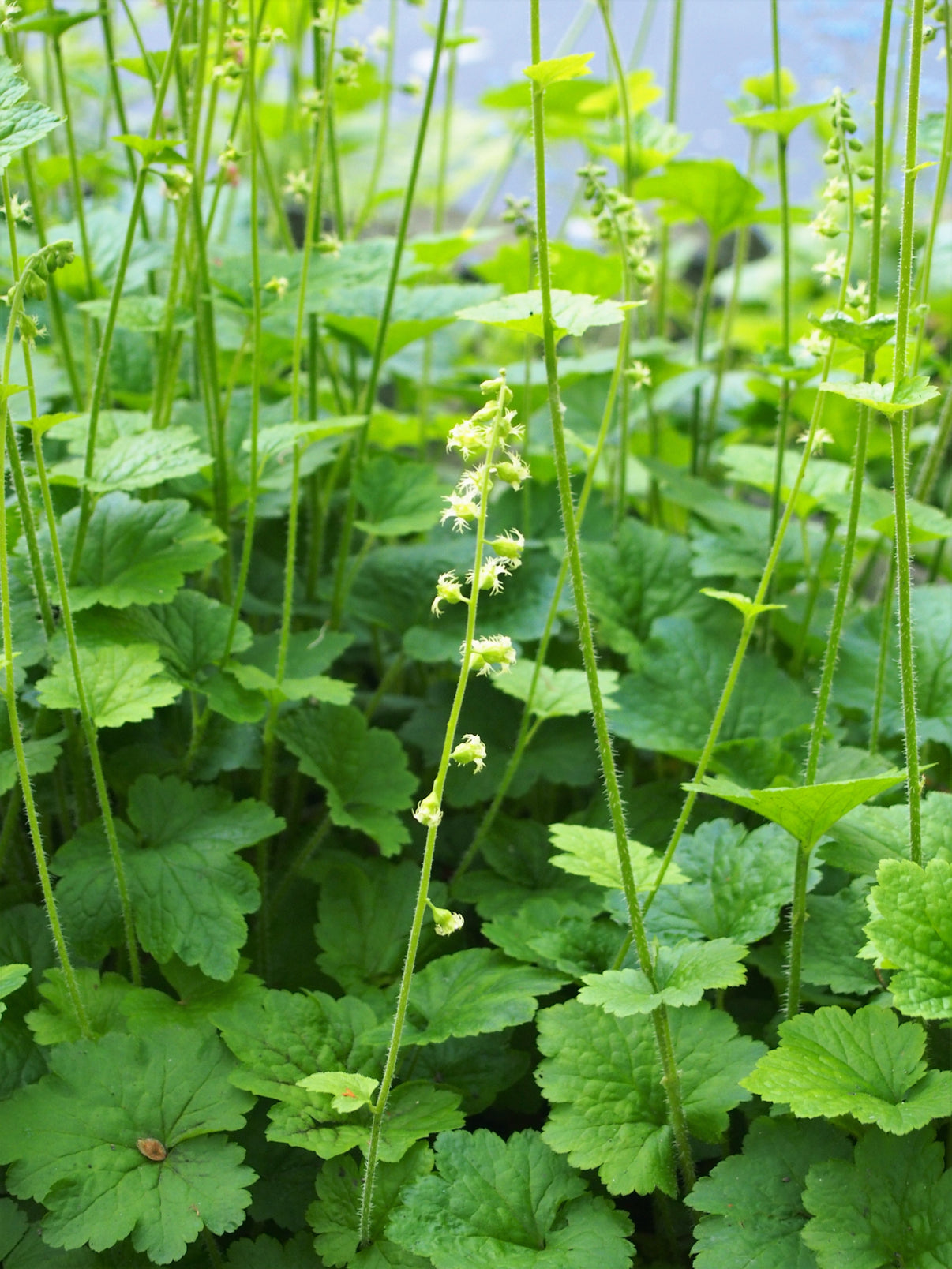 Bigflower Tellima Fringe Cups (Tellima grandiflora) – Sejahtera Seeds ...
