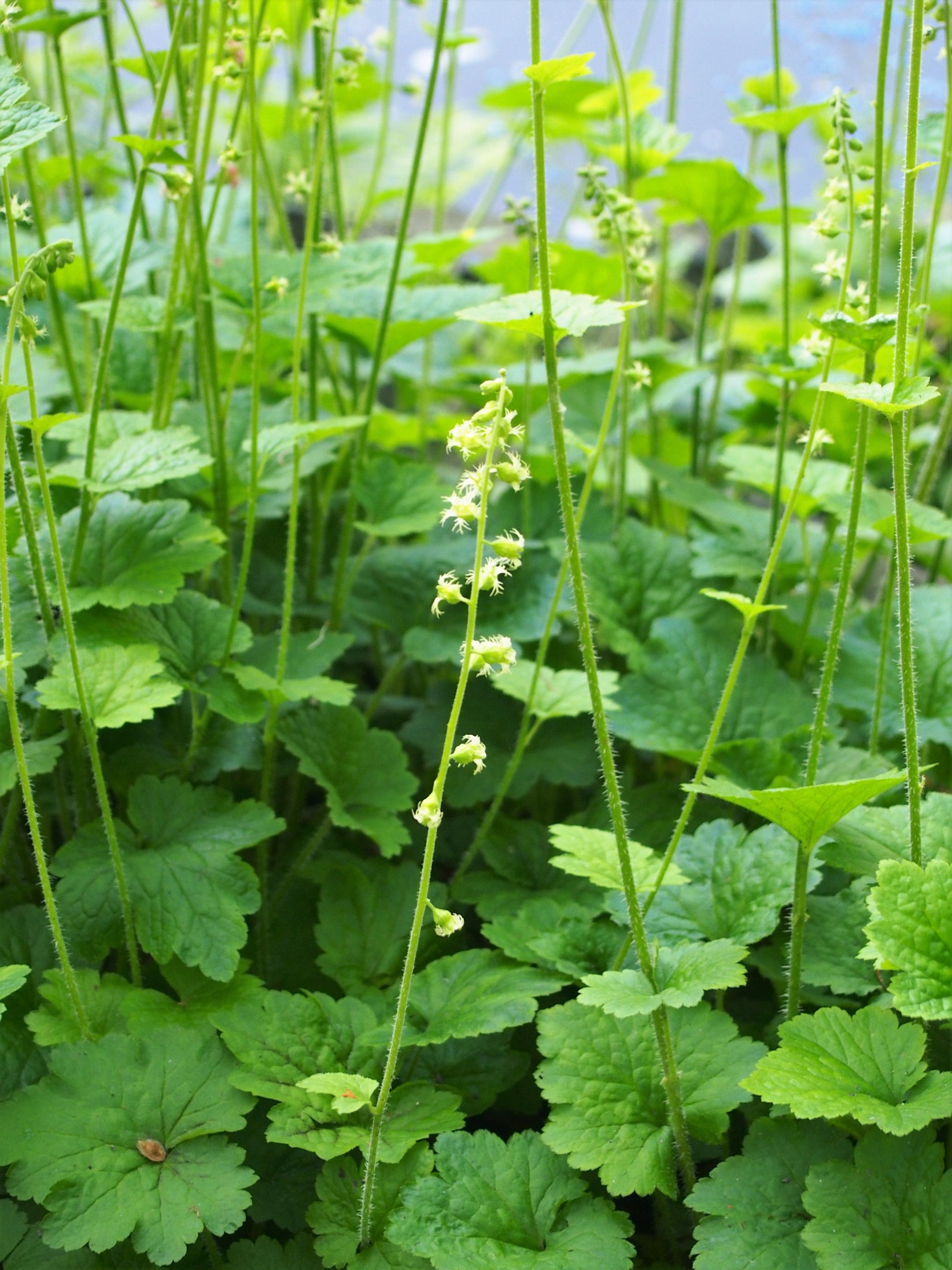 Bigflower Tellima Fringe Cups (Tellima grandiflora) – Sejahtera Seeds ...