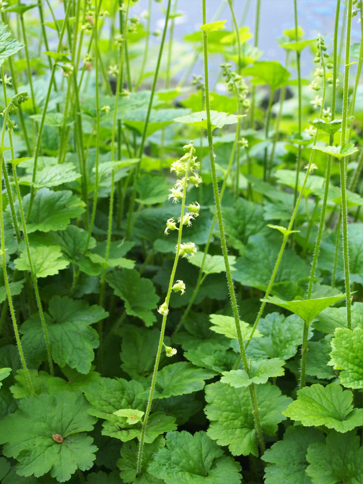 Bigflower Tellima Fringe Cups (Tellima grandiflora) – Sejahtera Seeds ...