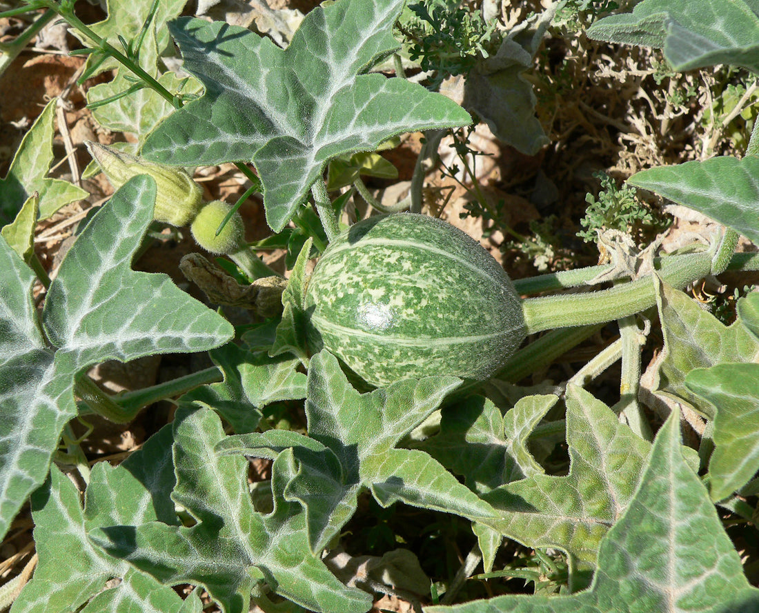 Coyote Gourd Coyote Melon (Cucurbita palmata) – Sejahtera Seeds and Bulbs