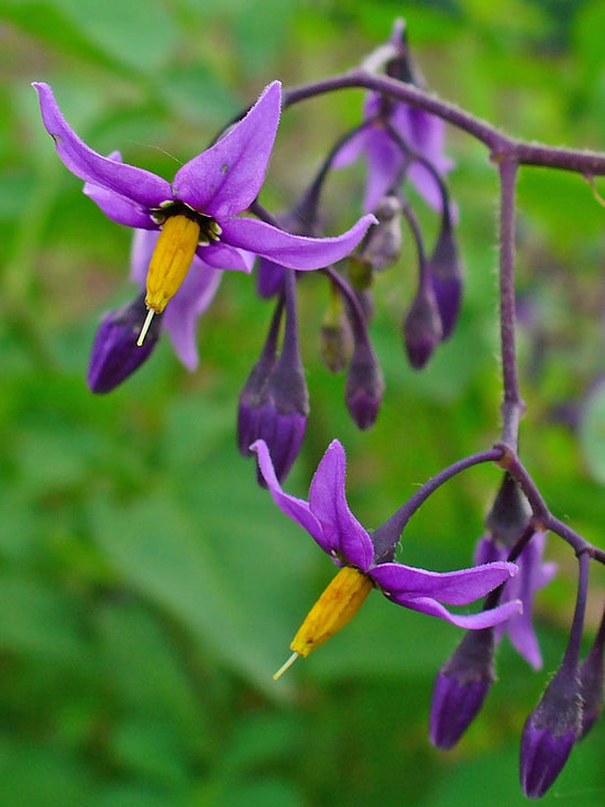 Climbing Nightshade Deadly Nightshade (Solanum dulcamara) – Sejahtera ...