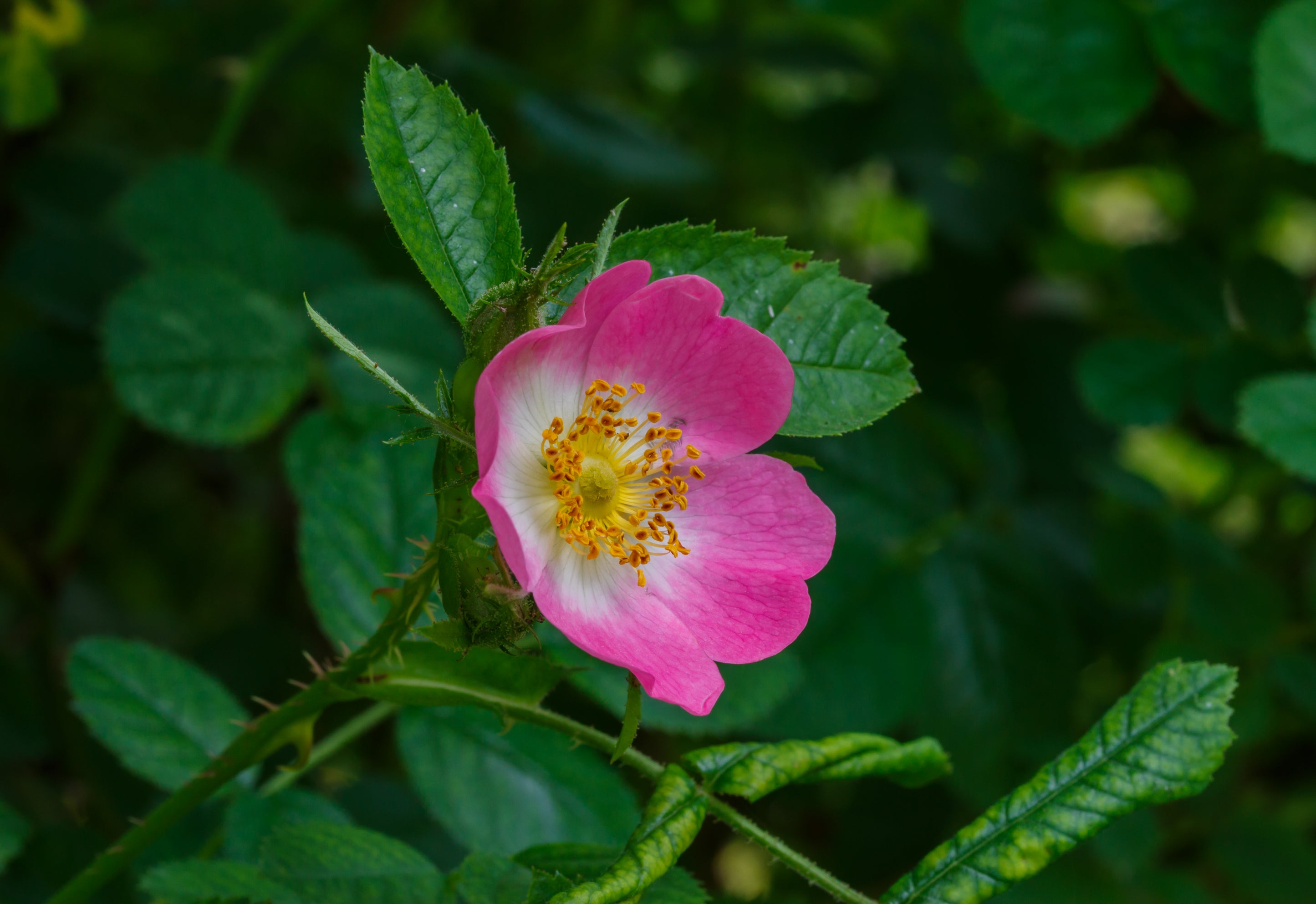 Sweetbriar Sweetbrier (Rosa eglanteria) – Sejahtera Seeds and Bulbs