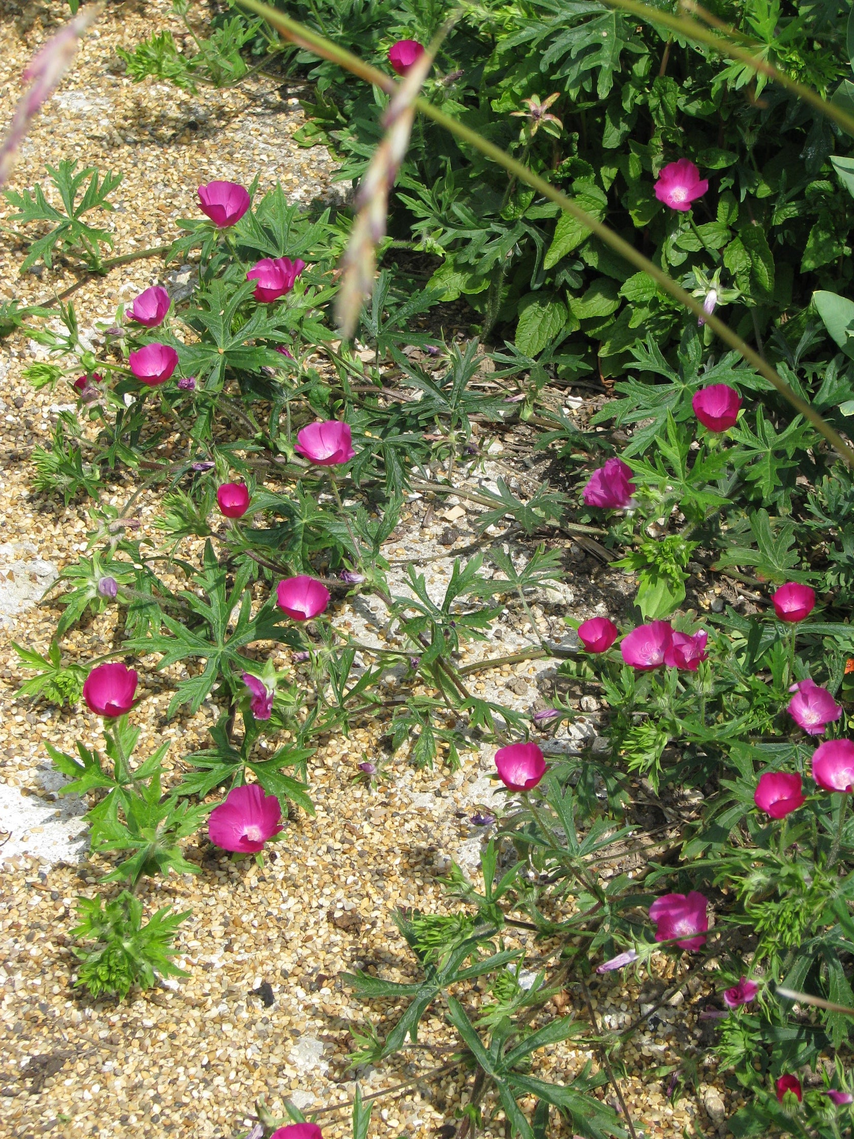 Purple Poppy Mallow Poppymallow (Callirhoe involucrata) – Sejahtera ...