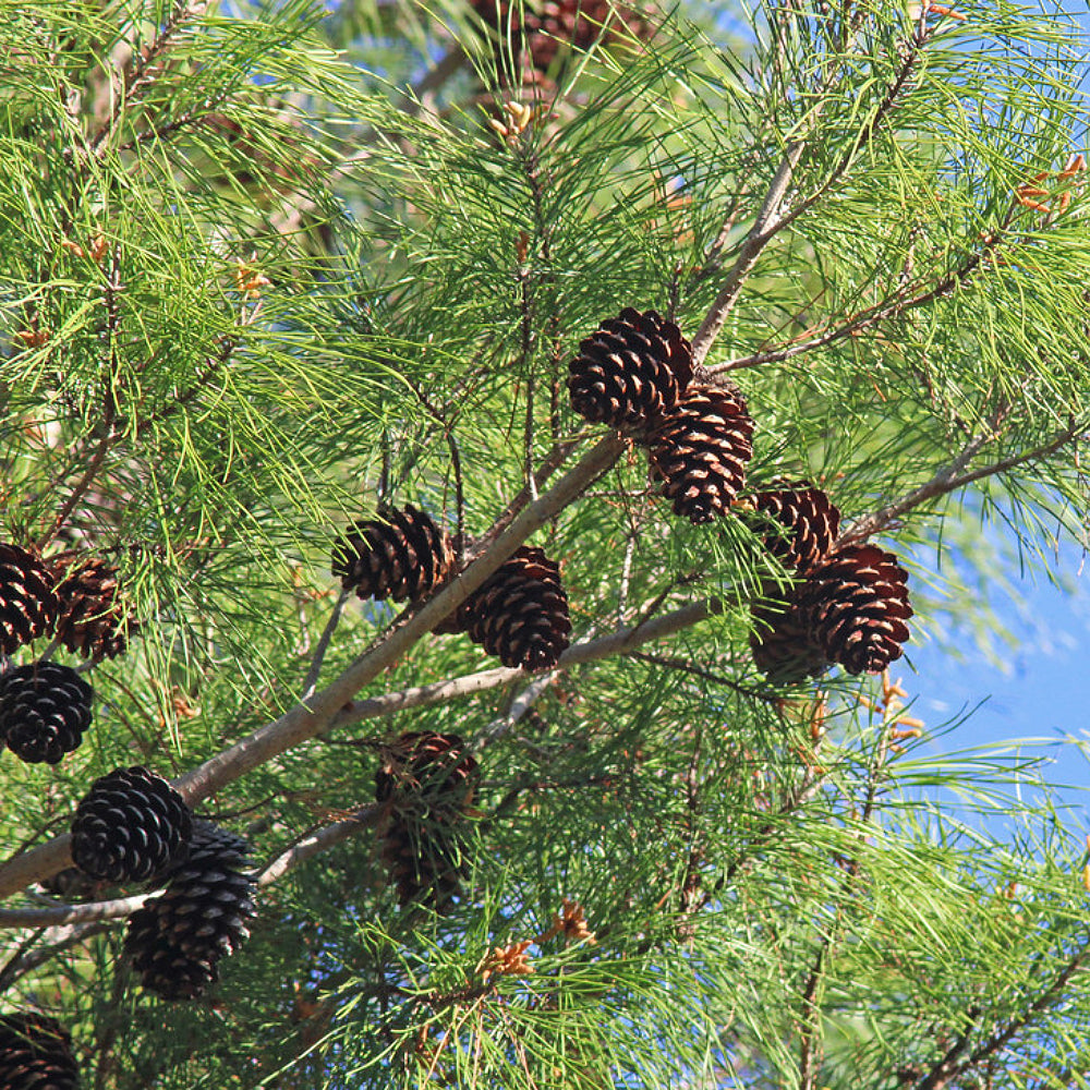 Ocala Sand Pine Pine (Pinus clausa Ocala) – Sejahtera Seeds and Bulbs