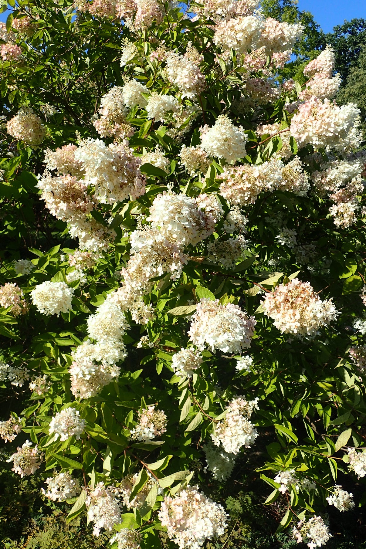Pee Gee Hydrangea (Hydrangea paniculata 'Grandiflora') – Sejahtera ...