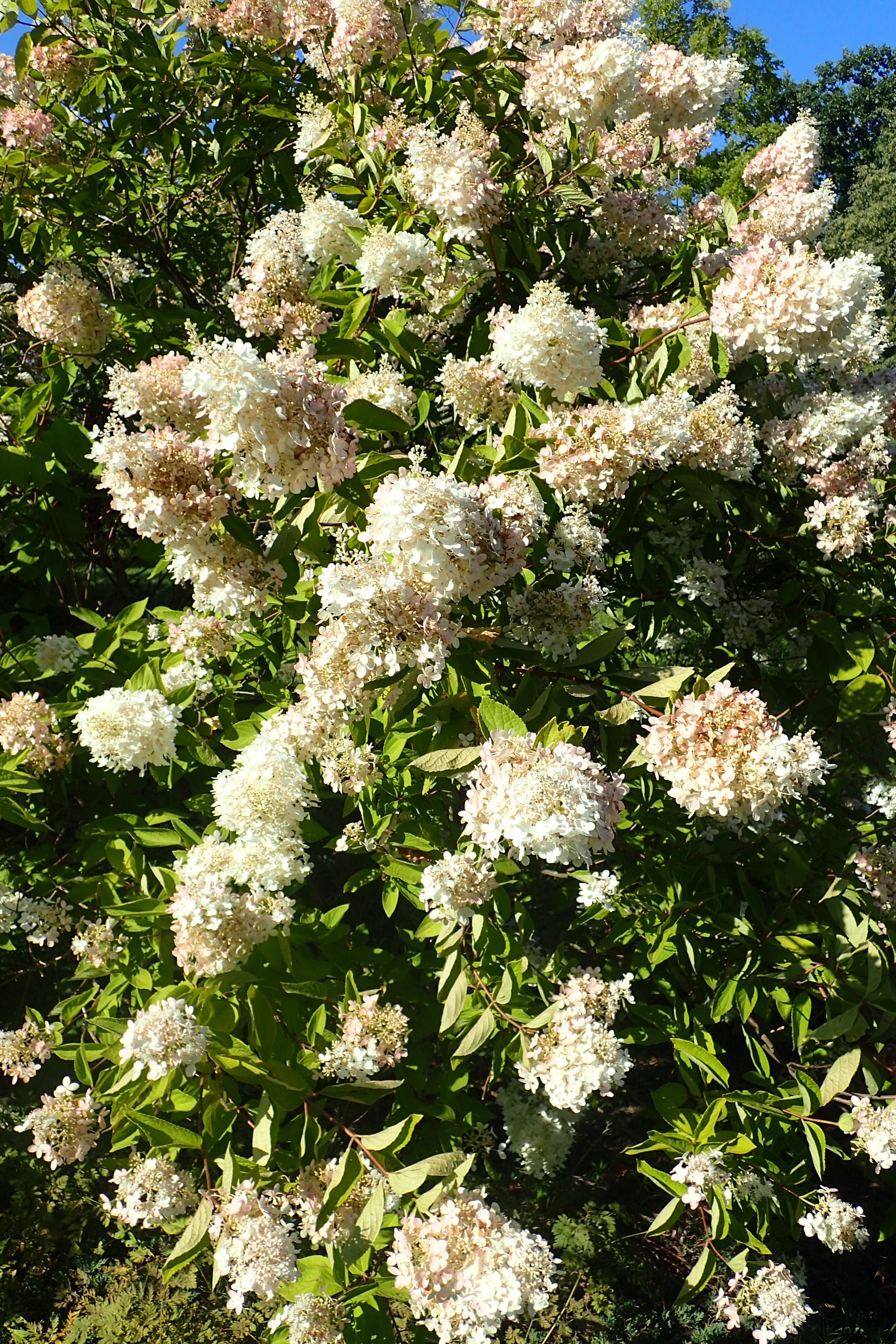 Pee Gee Hydrangea (Hydrangea paniculata 'Grandiflora') – Sejahtera ...