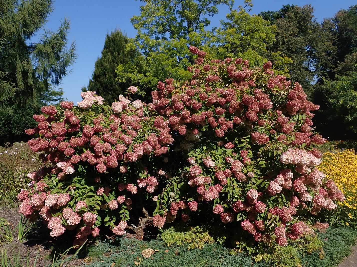 Pee Gee Hydrangea (Hydrangea paniculata 'Grandiflora') – Sejahtera ...
