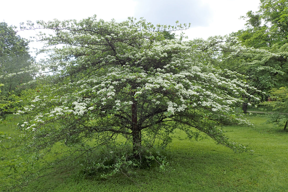 Cockspur Hawthorn Cockspur Thorn (Crataegus crus-galli) – Sejahtera ...