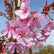 Sakura, Sargent Cherry (Prunus sargentii) – Sejahtera Seeds and Bulbs