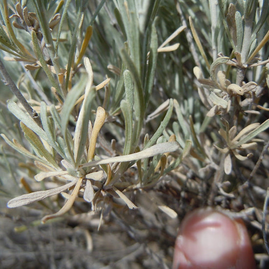 Dwarf Sagebrush Hoary Wormwood Sticky Sagebrush (Artemisia cana ...