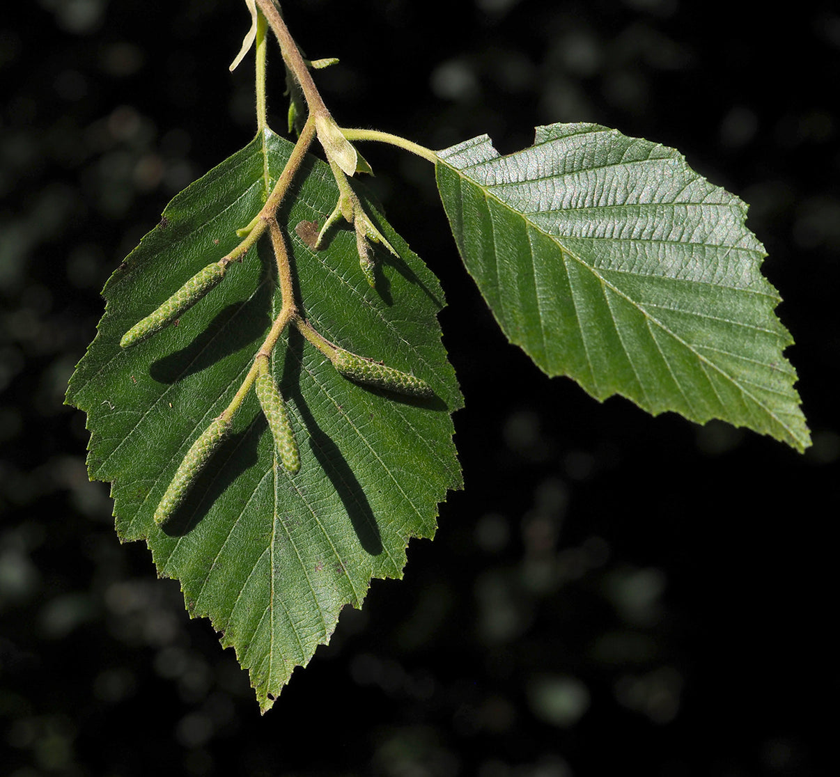 European Speckled Alder Gray Grey Hoary Mountain Alder (Alnus incana ...