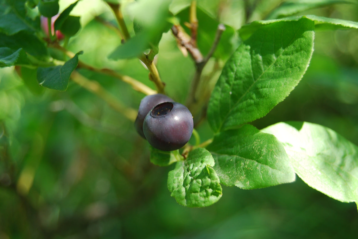 Big Huckleberry Huckleberry (Vaccinium membranaceum) – Sejahtera Seeds ...