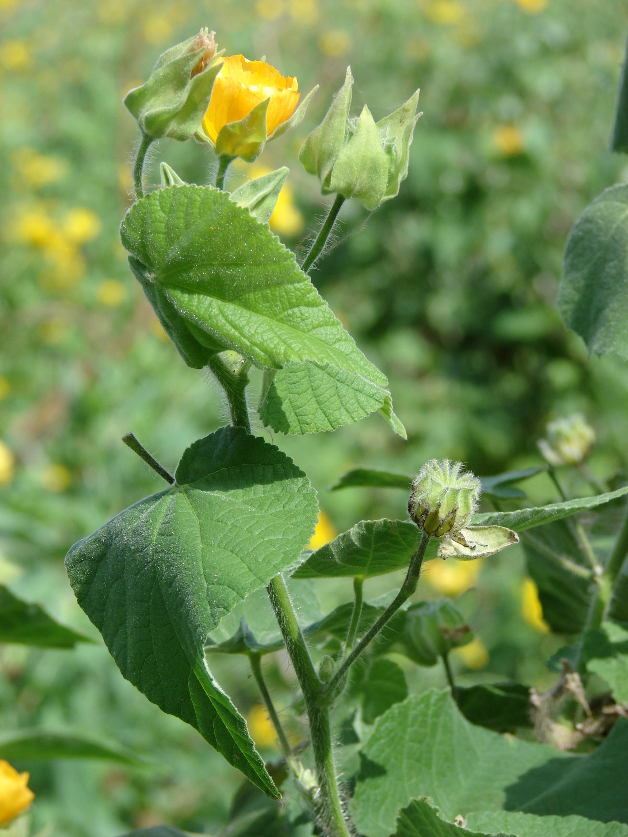 Hairy Indian Mallow (Abutilon grandifolium) – Sejahtera Seeds and Bulbs