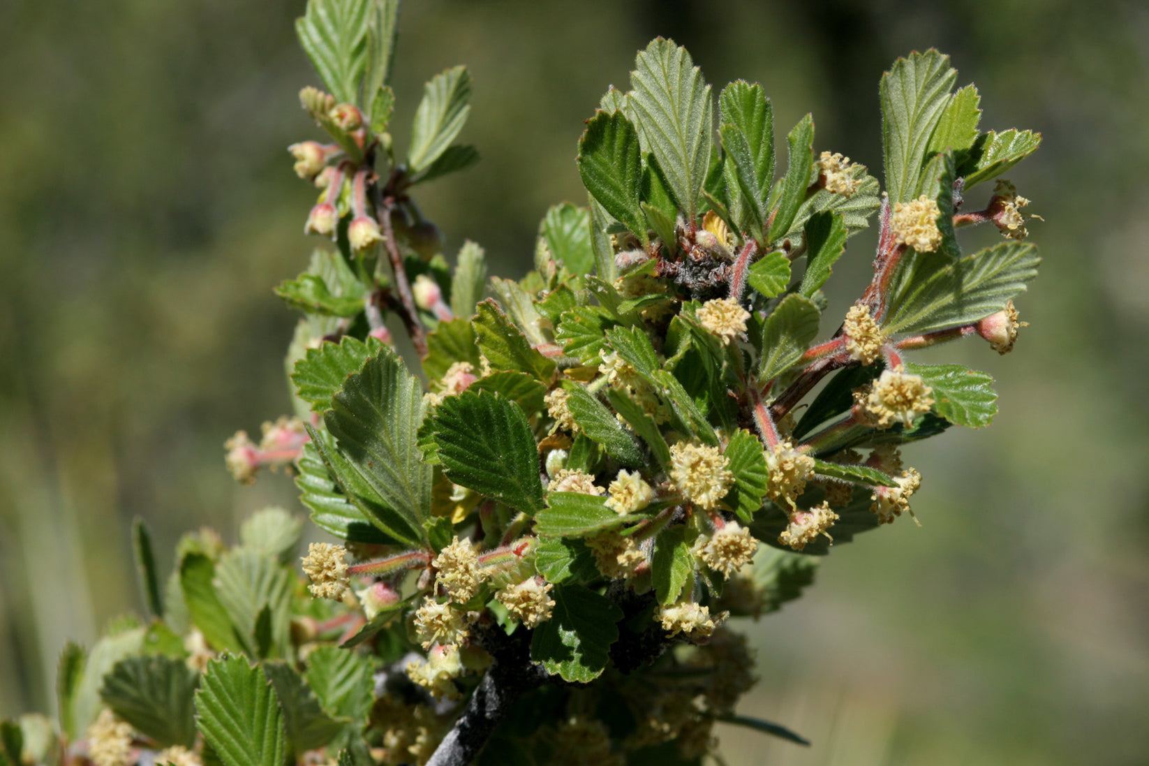 Alderleaf Mountain Mahogany Mahogany (Cercocarpus montanus) – Sejahtera ...