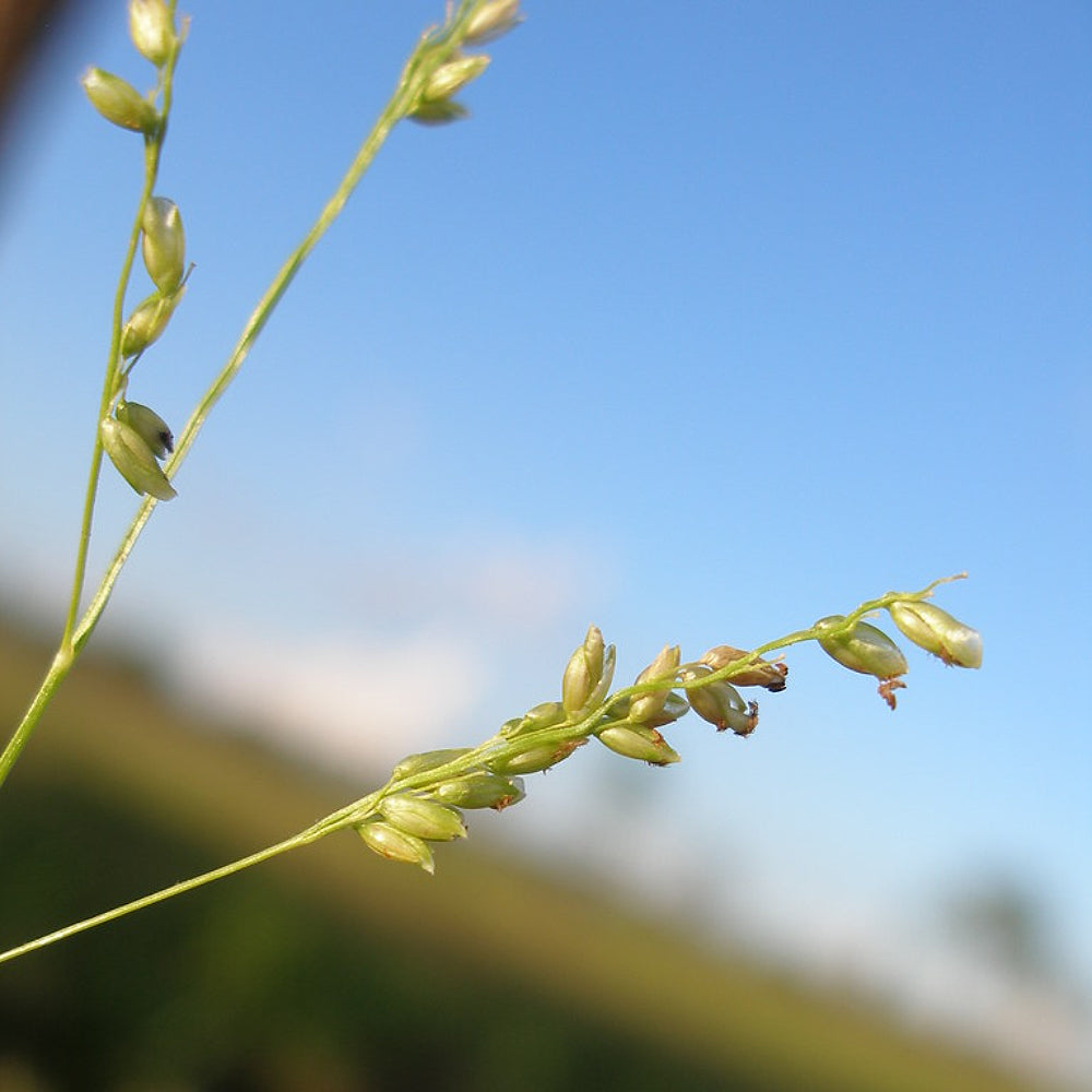 Beaked Panicgrass (Panicum anceps) – Sejahtera Seeds and Bulbs