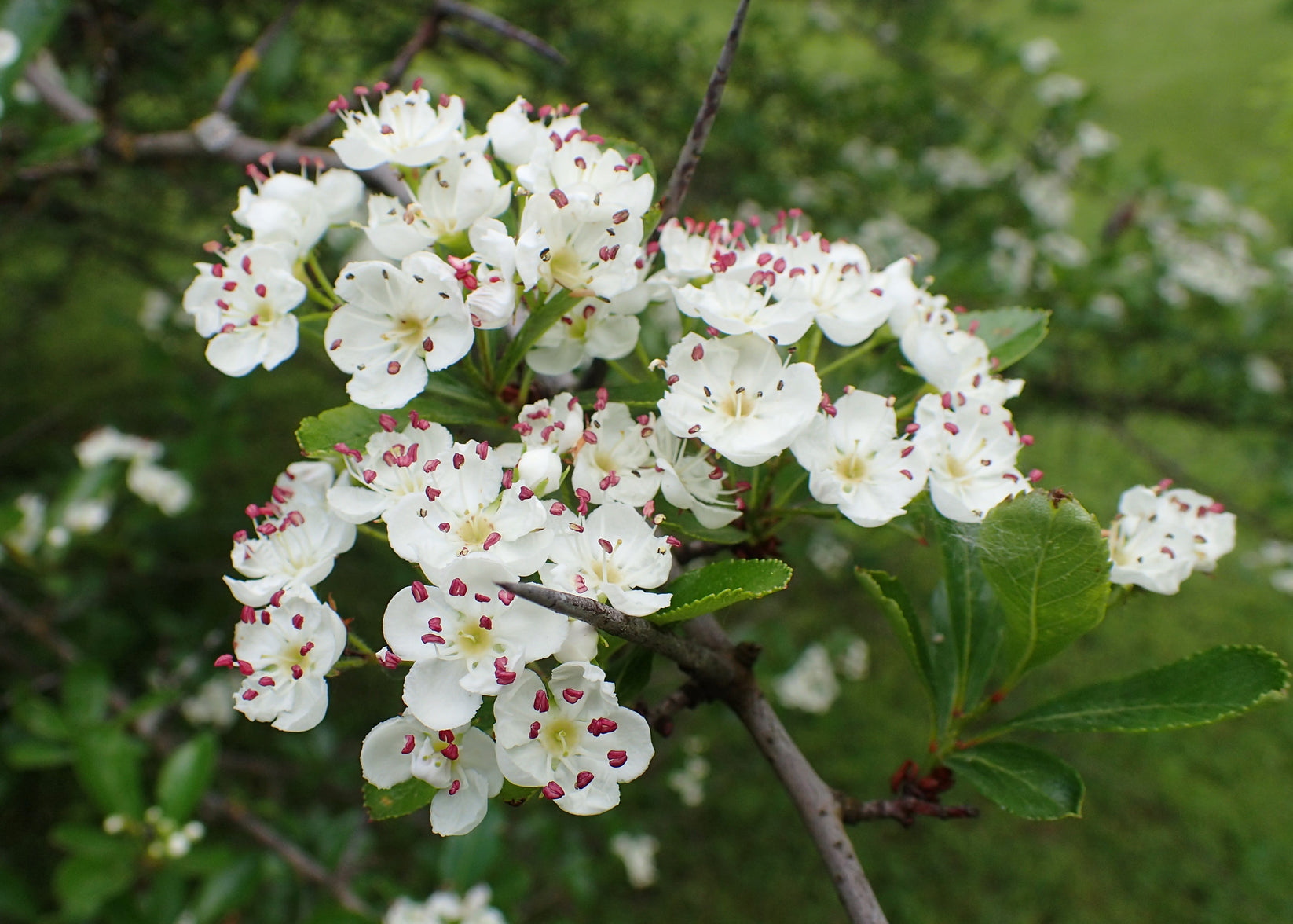 Cockspur Hawthorn Cockspur Thorn (Crataegus crus-galli) – Sejahtera ...
