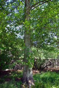 Manchurian Alder (Alnus hirsuta) – Sejahtera Seeds and Bulbs