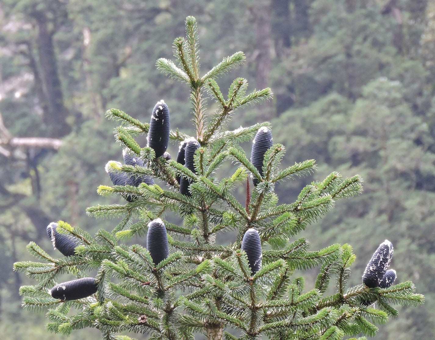 Pindrow Fir Silver West Himalayan Fir (Abies pindrow) – Sejahtera Seeds ...