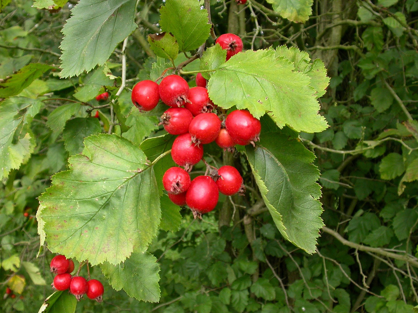 Cockspur Hawthorn Cockspur Thorn (Crataegus crus-galli) – Sejahtera ...