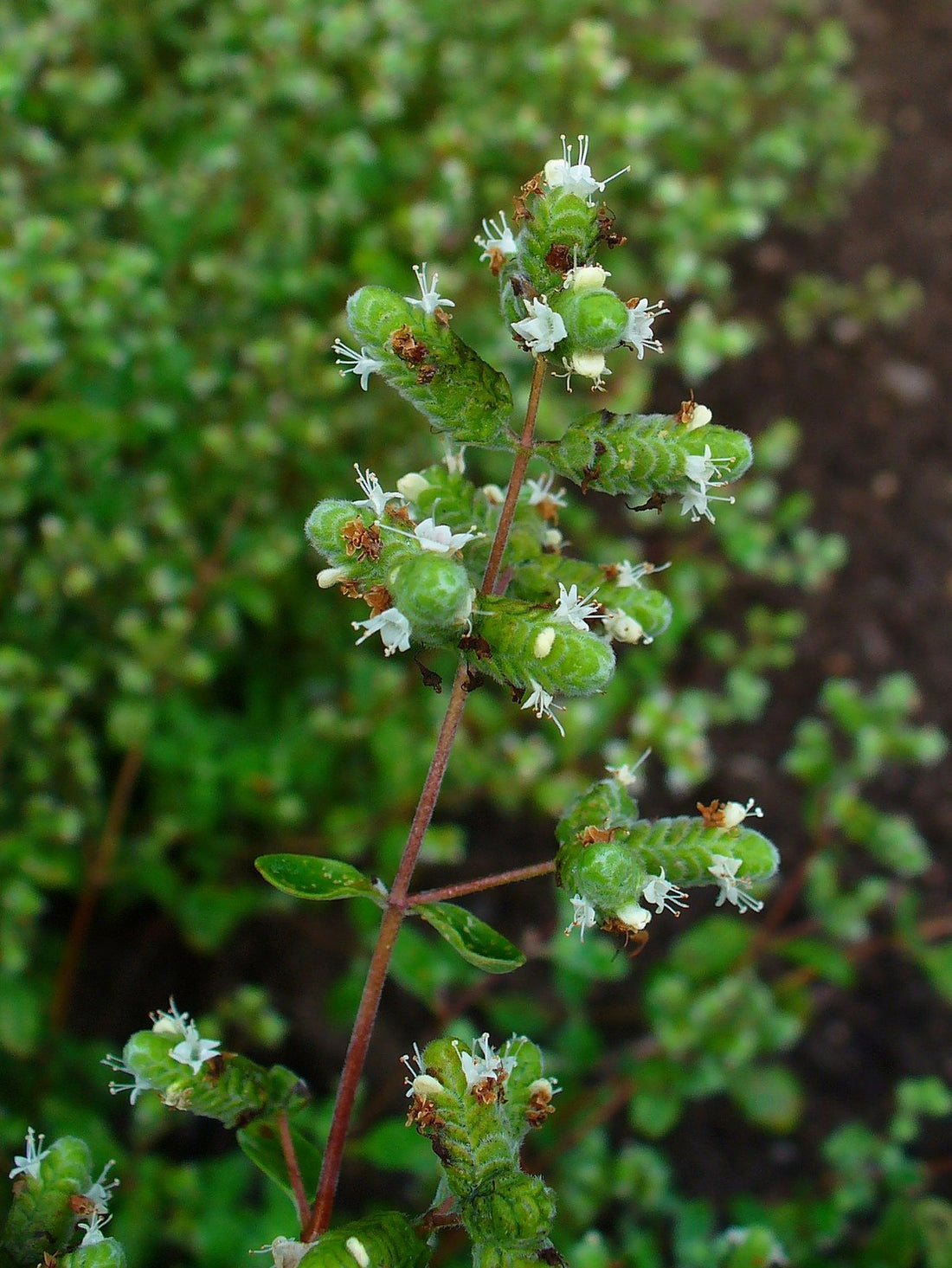 Sweet Marjoram (Origanum majorana) – Sejahtera Seeds and Bulbs