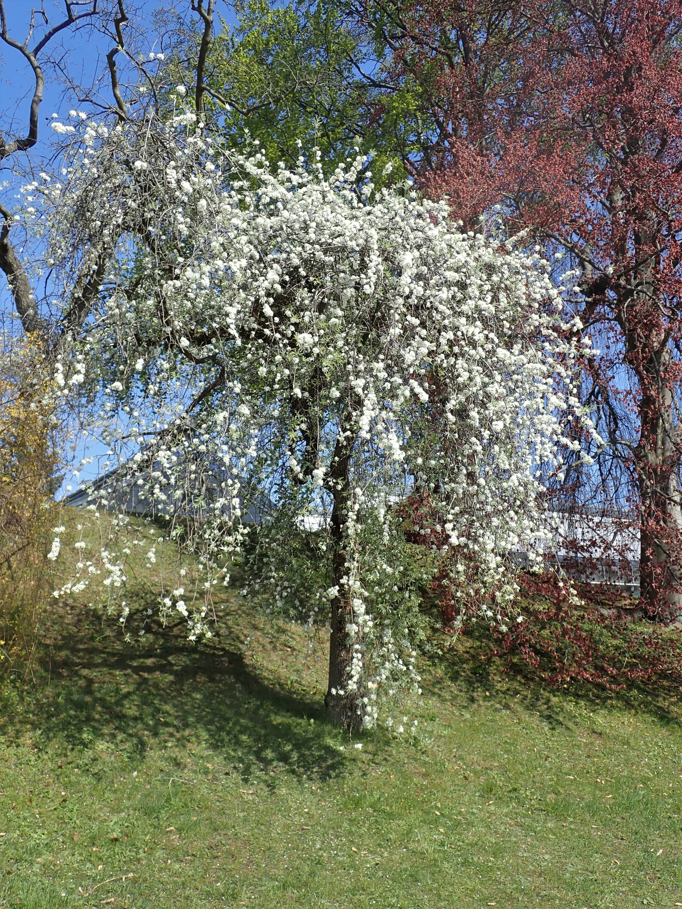 Willowleaf Pear (Pyrus salicifolia) – Sejahtera Seeds and Bulbs