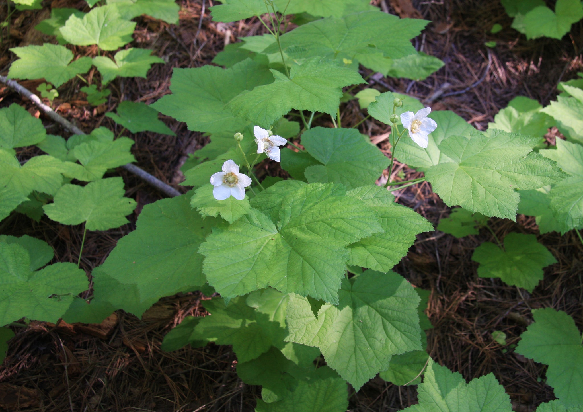 Thimbleberry (Rubus parviflorus) – Sejahtera Seeds and Bulbs