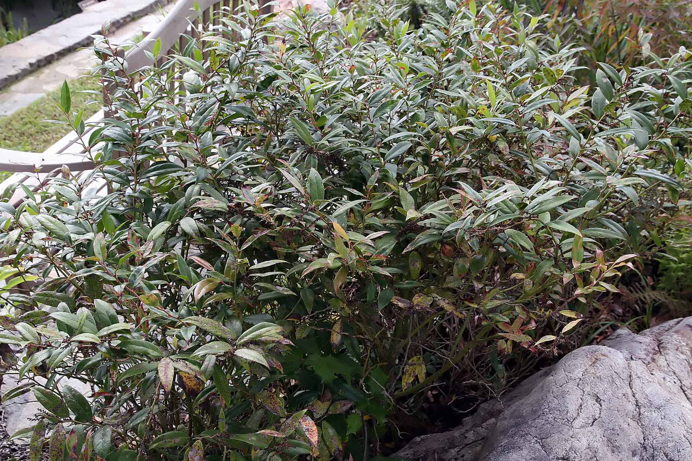 Dog Hobble Highland Doghobble (Leucothoe fontanesiana) – Sejahtera ...