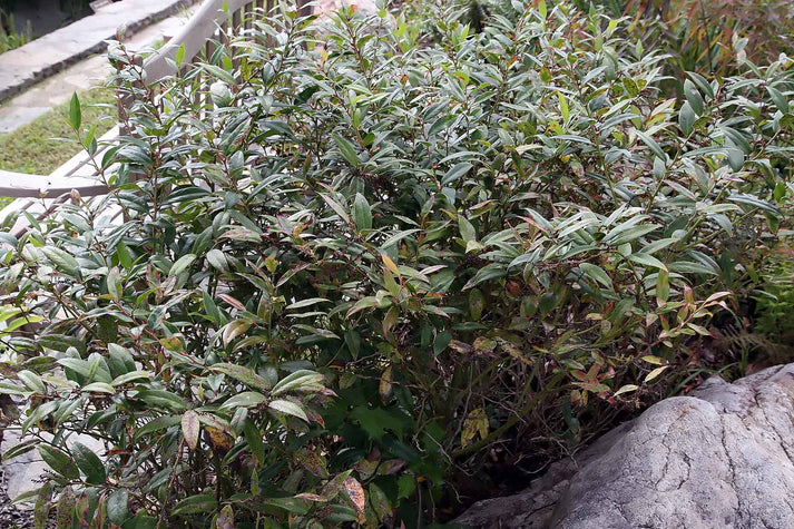 Dog Hobble Highland Doghobble (Leucothoe fontanesiana) – Sejahtera ...