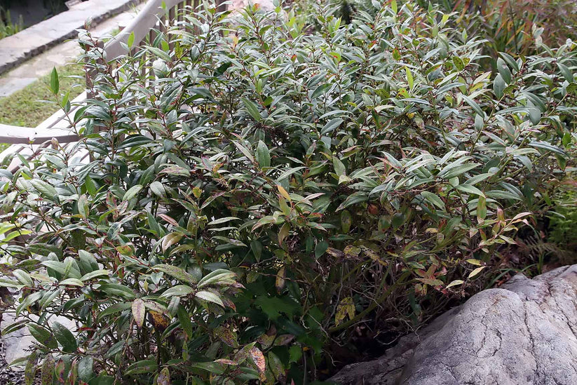 Dog Hobble Highland Doghobble (Leucothoe fontanesiana) – Sejahtera ...