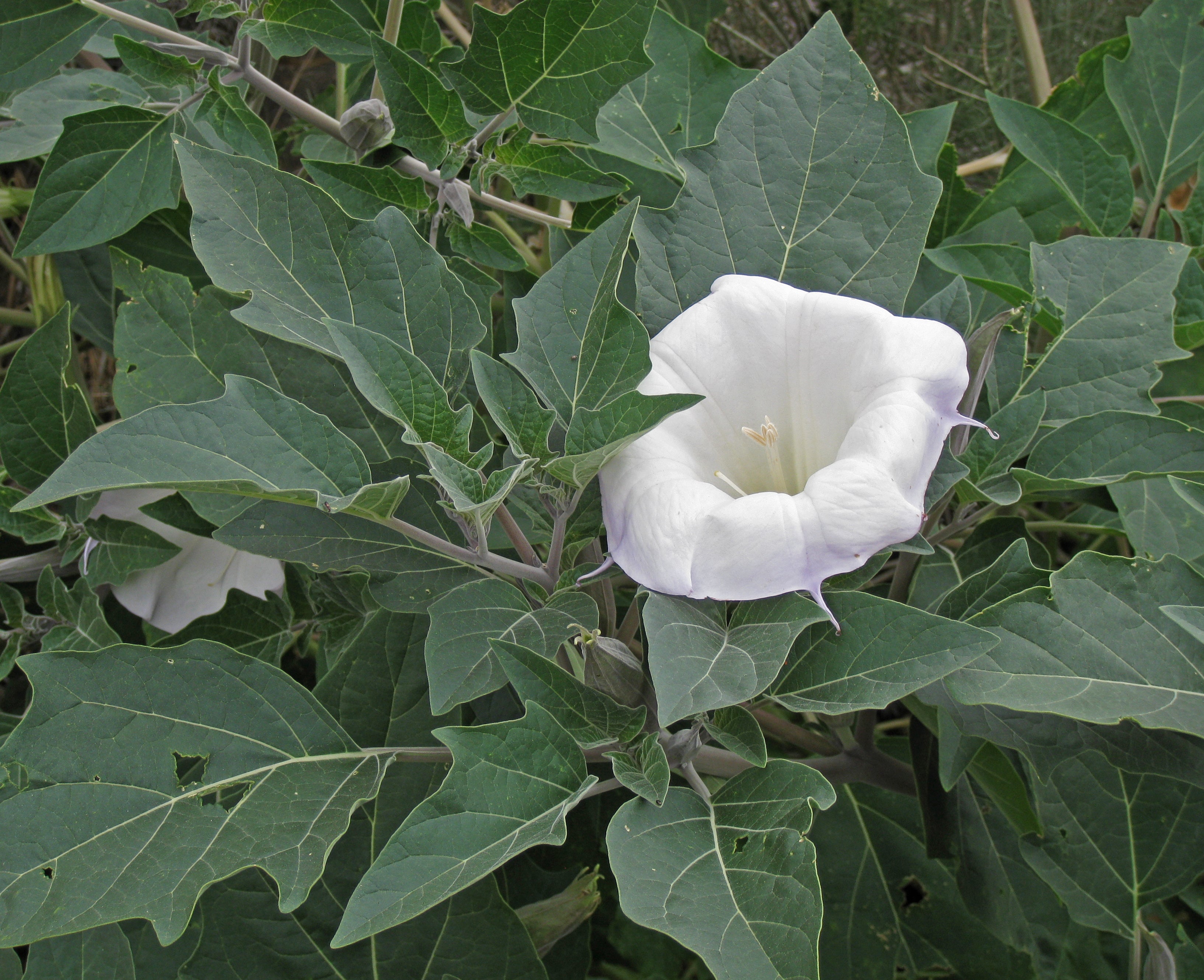 Sacred Datura Sacred Thorn-apple (Datura wrightii) – Sejahtera Seeds ...