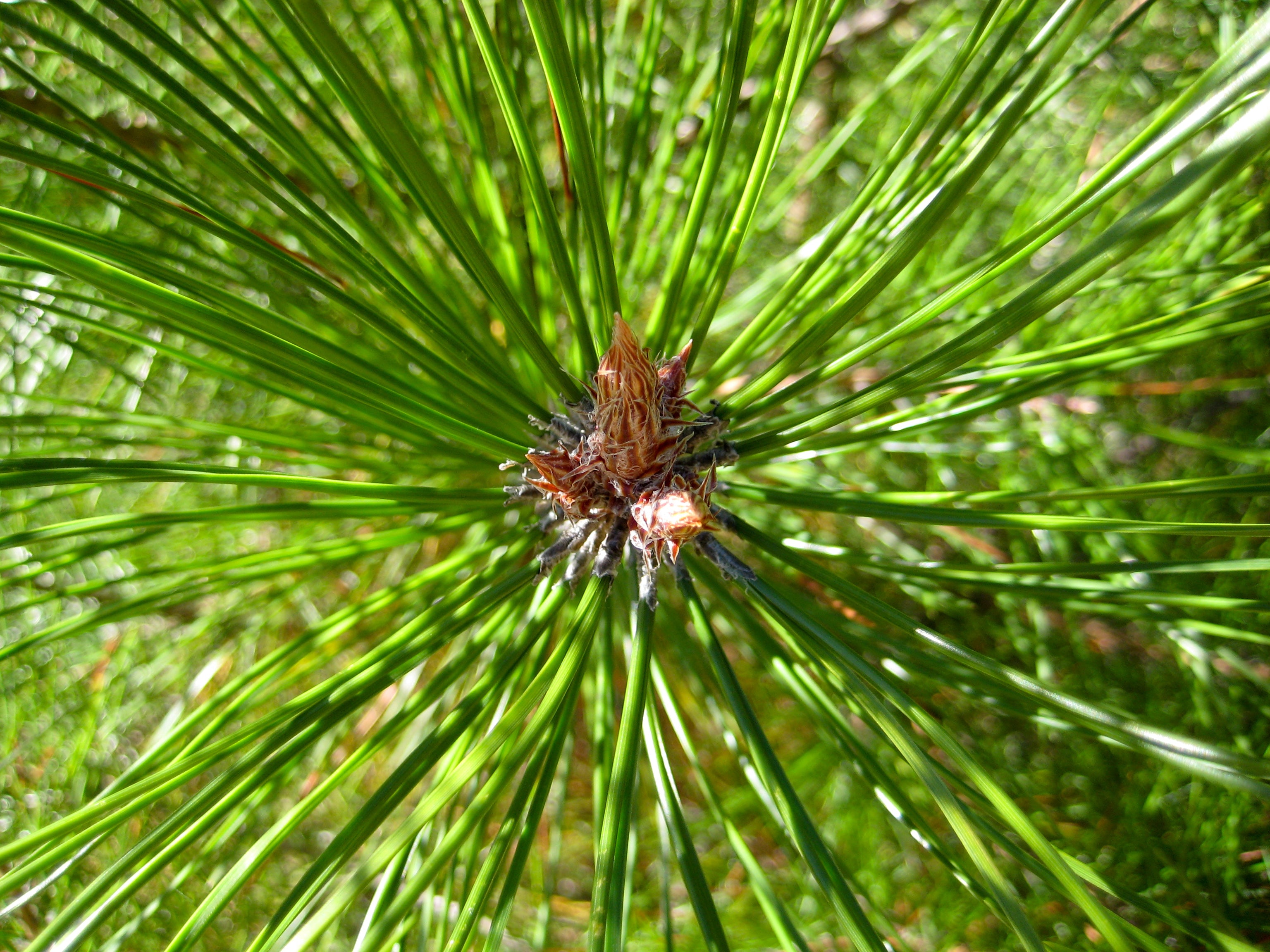 Sikang Pine (Pinus densata) – Sejahtera Seeds and Bulbs
