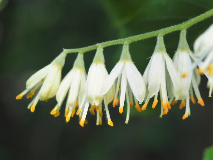 Little Epaulette Tree (Pterostyrax corymbosus) – Sejahtera Seeds and Bulbs