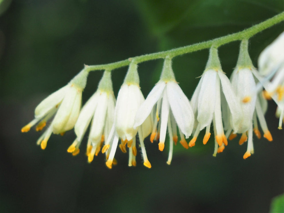 Little Epaulette Tree (Pterostyrax corymbosus) – Sejahtera Seeds and Bulbs