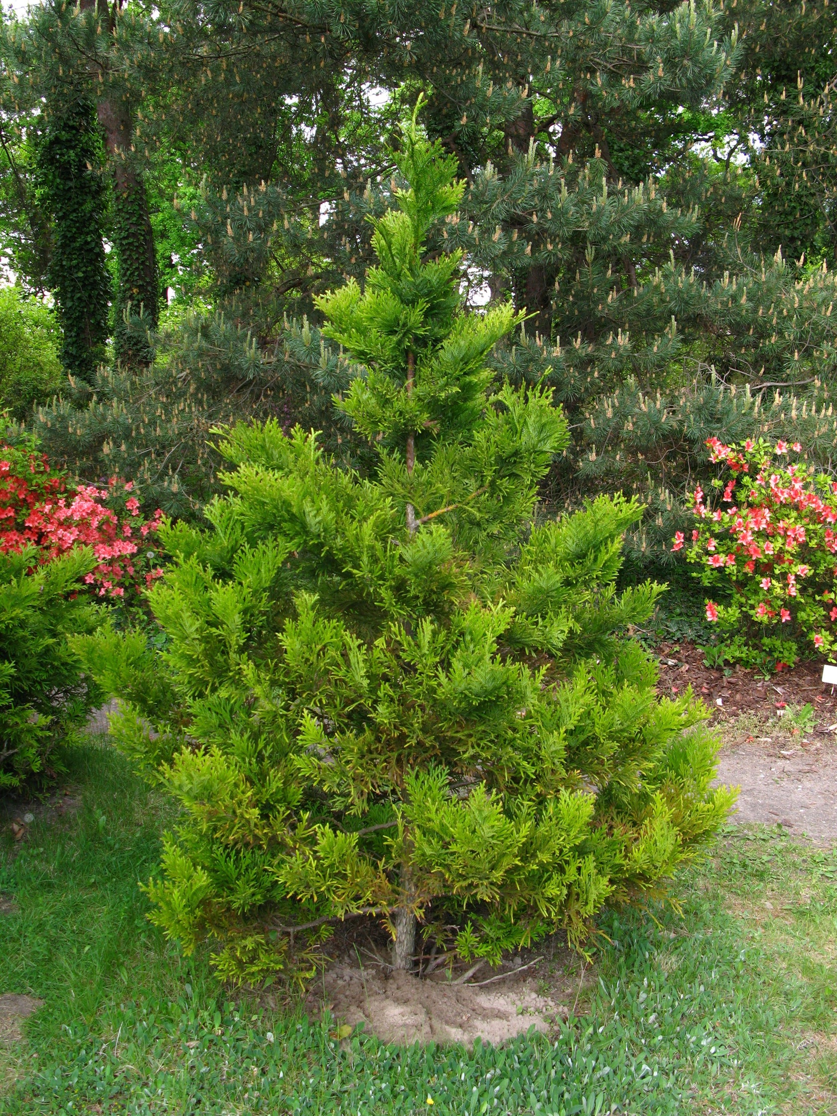 Asunaro Arborvirae Hiba Arborvitae (Thujopsis dolabrata) – Sejahtera ...