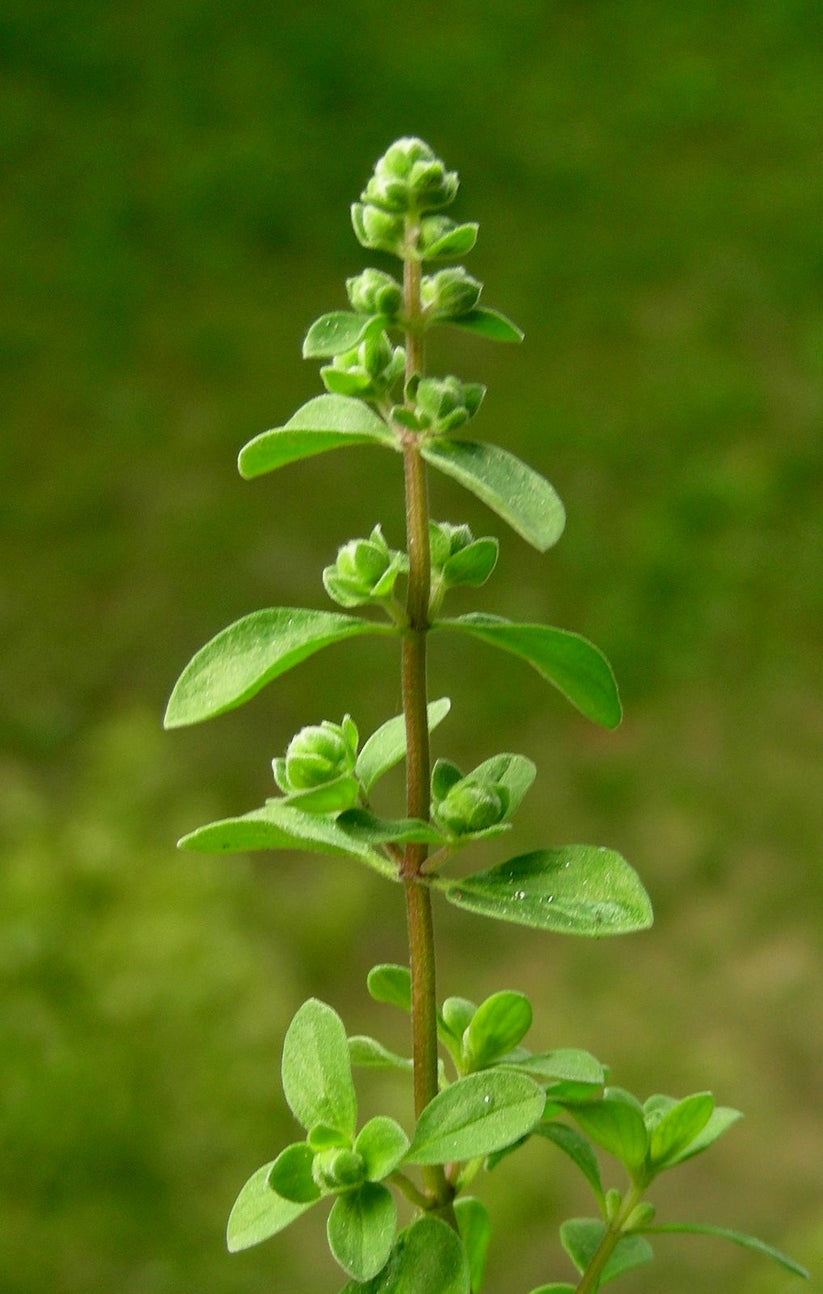 Sweet Marjoram (Origanum majorana) – Sejahtera Seeds and Bulbs