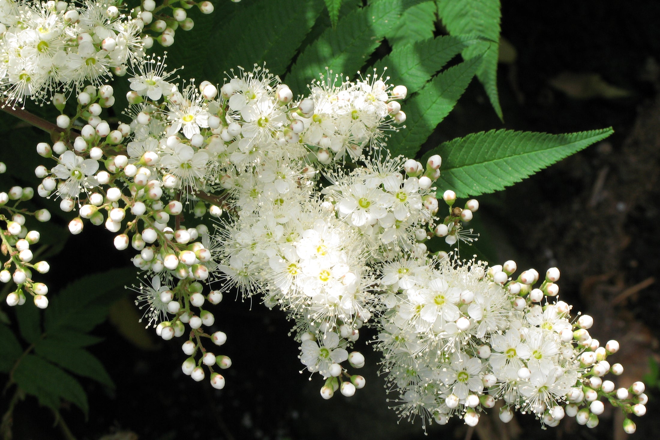Japanese Rowan (Sorbus commixta) – Sejahtera Seeds and Bulbs