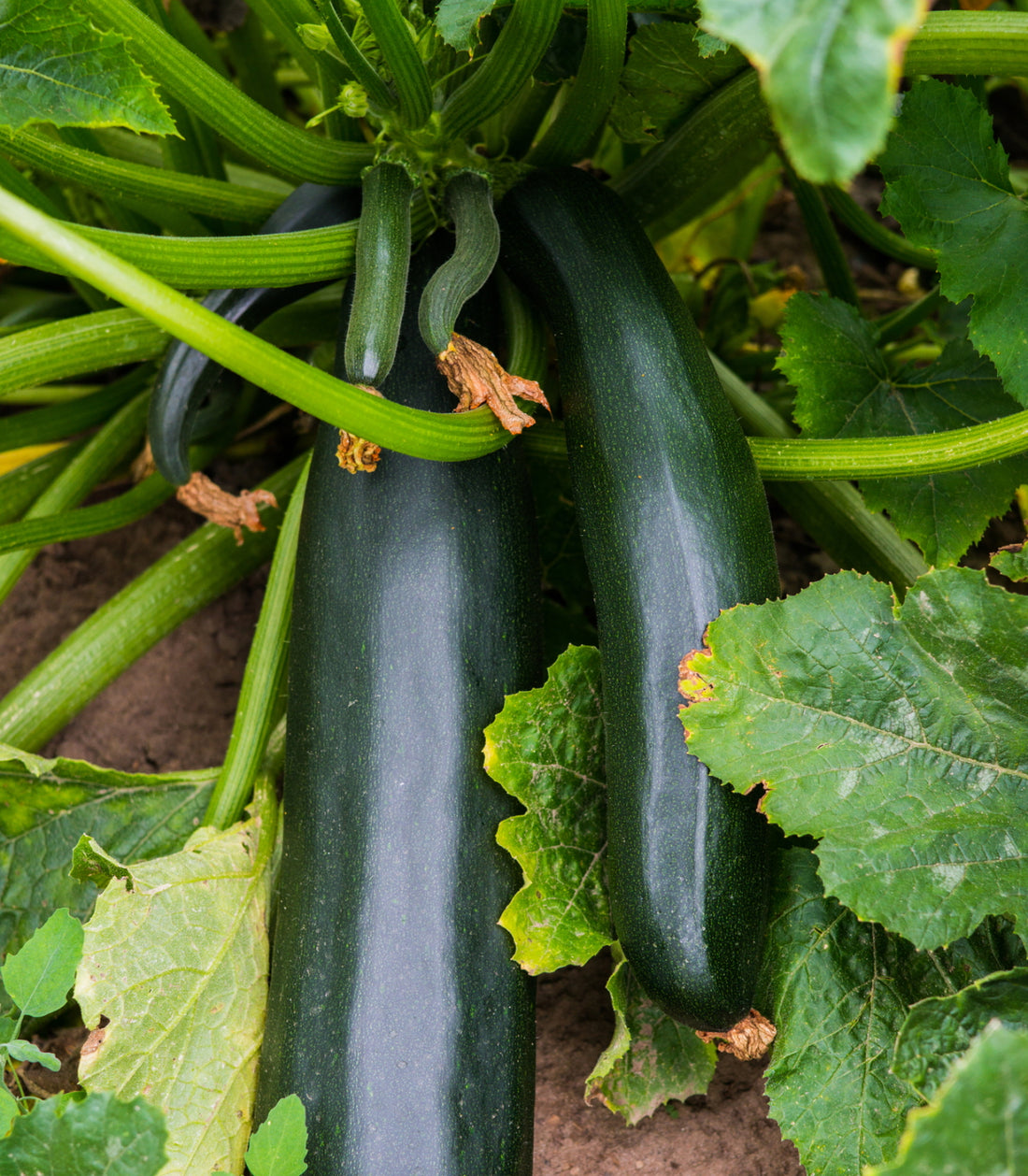Black Beauty Zucchini Squash (Cucurbita pepo 'Black Beauty ...