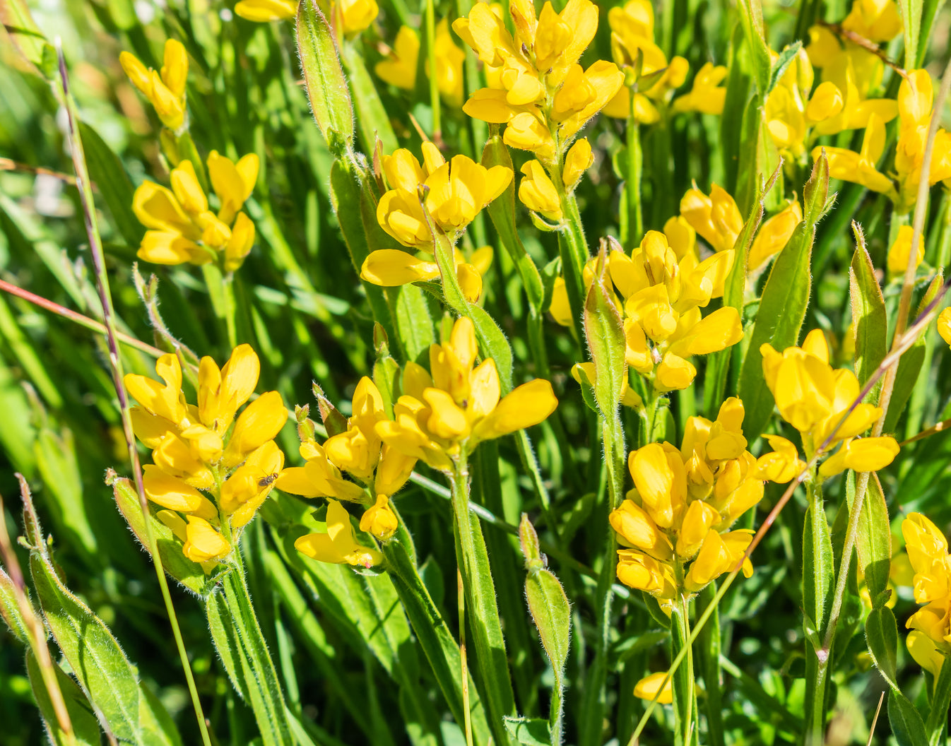Arrow-jointed Broom Winged Broom (Genista sagittalis) – Sejahtera Seeds ...