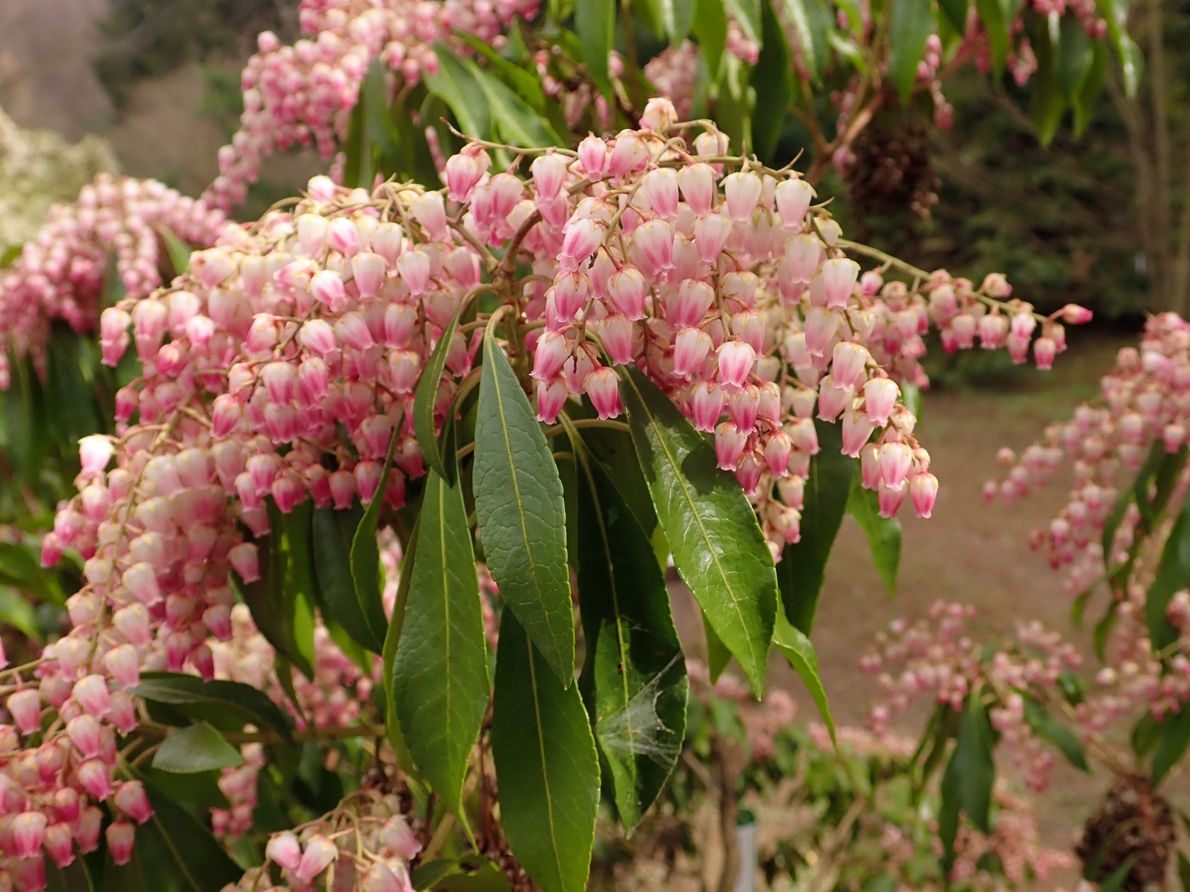 Japanese Andromeda Pieris (Pieris japonica) – Sejahtera Seeds and Bulbs