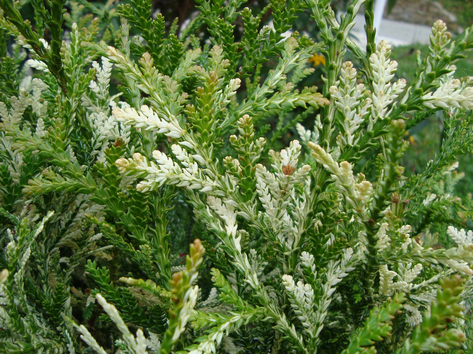 Asunaro Arborvirae Hiba Arborvitae (Thujopsis dolabrata) – Sejahtera ...