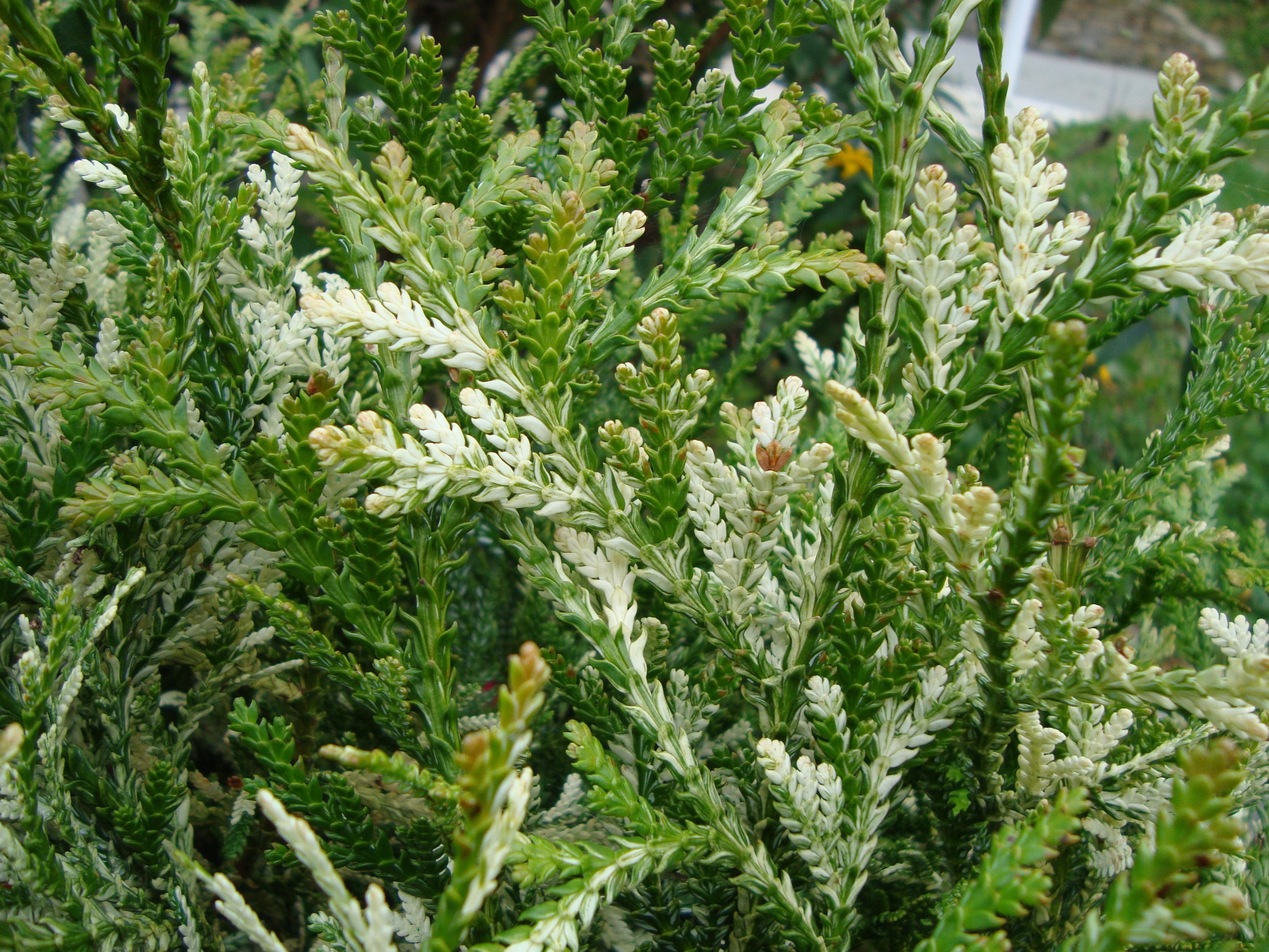 Asunaro Arborvirae Hiba Arborvitae (Thujopsis dolabrata) – Sejahtera ...