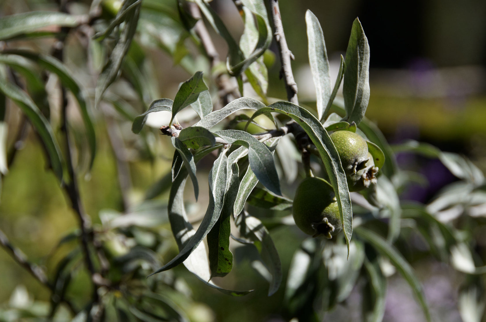 Willowleaf Pear (Pyrus salicifolia) – Sejahtera Seeds and Bulbs