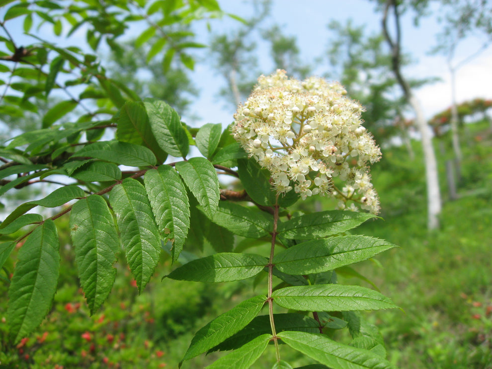 Japanese Rowan (Sorbus commixta) – Sejahtera Seeds and Bulbs